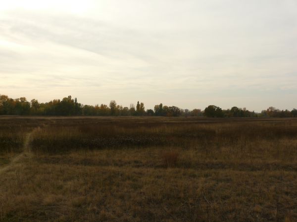 forest side view texture 0011 - Texturelib